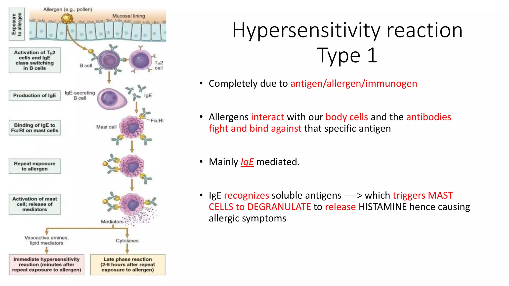 Hypersensitivity reactions | PPTX | Thyroid Disorders | Endocrine and ...