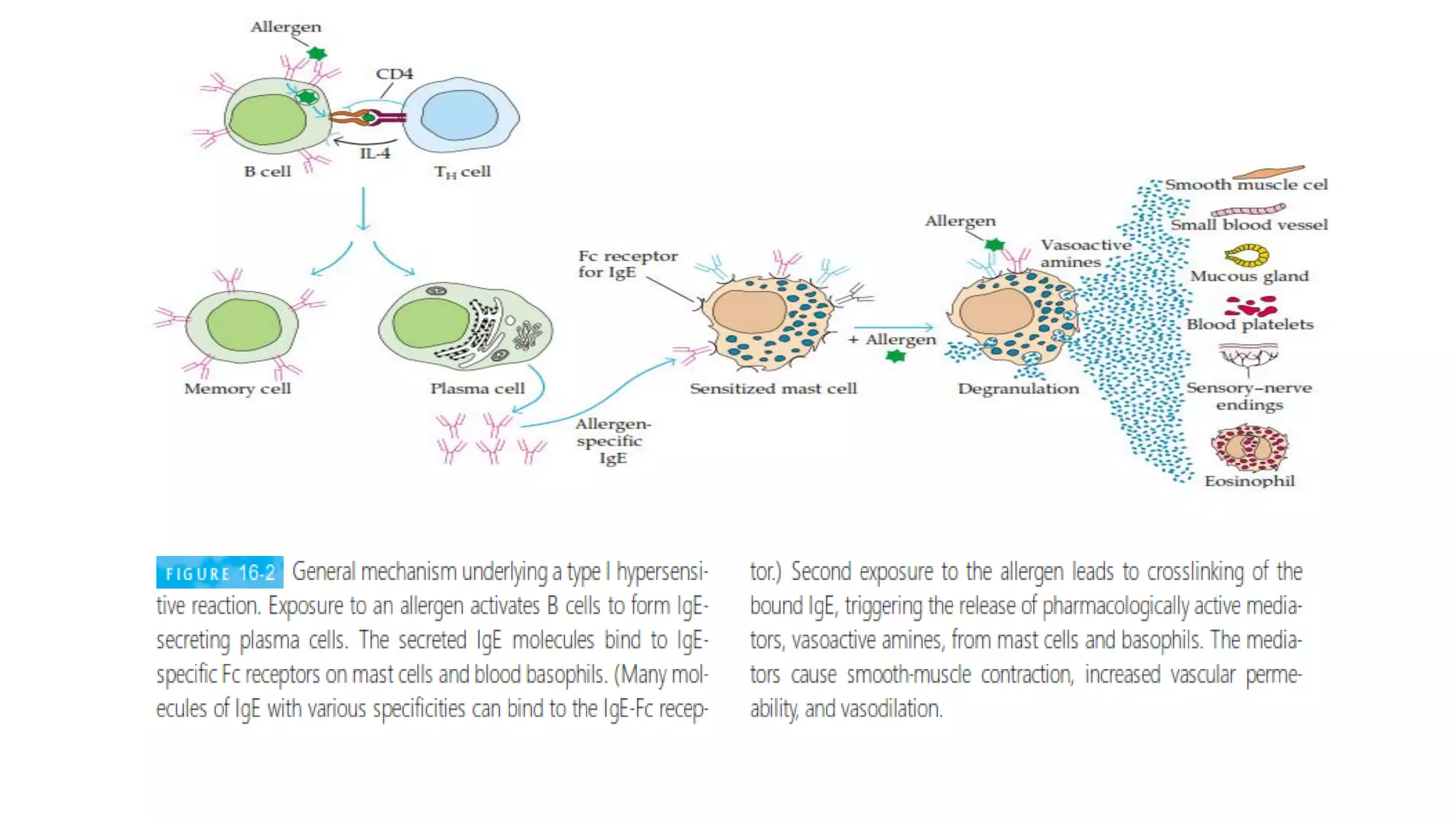HYPERSENSITIVITY REACTIONS 2015.pdf