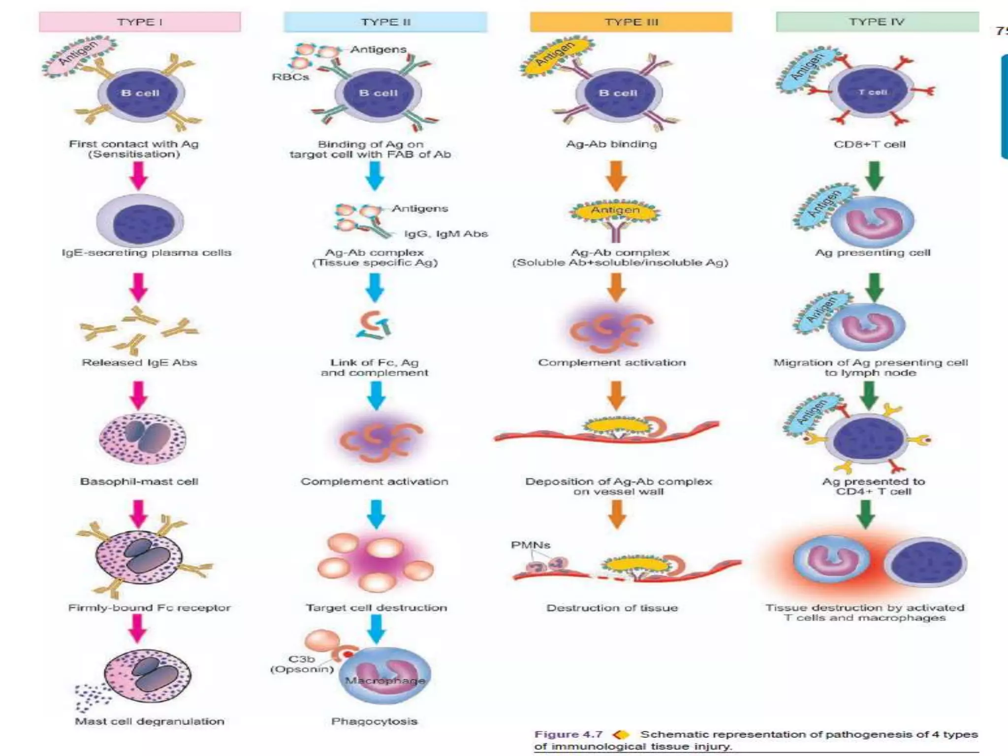 Hypersensitivity reactions (immunologic tissue injury) - PHARM D | PPTX