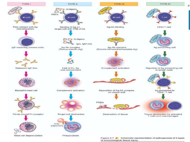 Hypersensitivity reactions (immunologic tissue injury) - PHARM D | PPTX ...