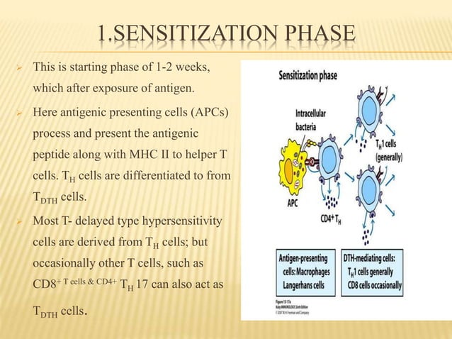 Hypersensitivity reaction smc | PPT