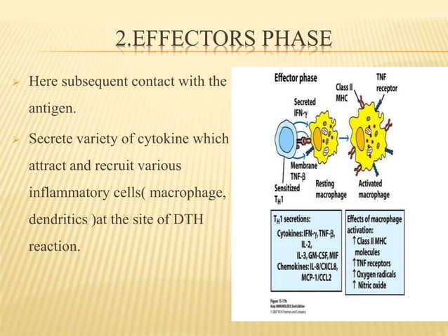 Hypersensitivity reaction smc | PPT