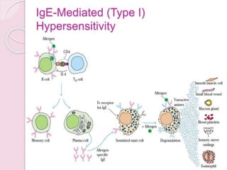 Hypersensitivity allergic reaction | PPT
