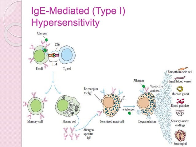 Hypersensitivity allergic reaction | PPT