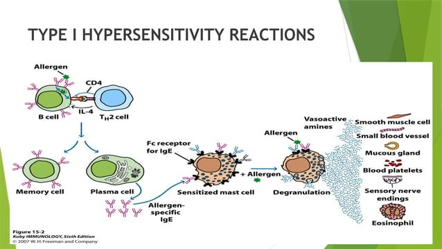 HYPERSENSITIVITY-TYPE 1 Mechanism .pptx