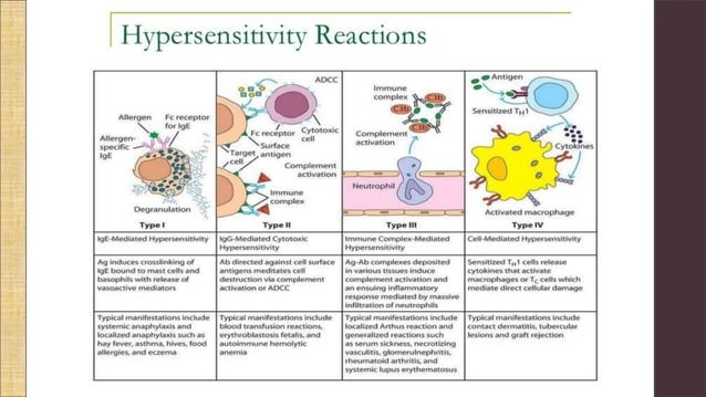 HYPERSENSITIVITY TYPE III.pptx | Blood Disorders | Diseases and Conditions