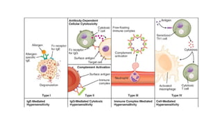 Immunology - Hypersensitivity Types 3,4,5.pptx