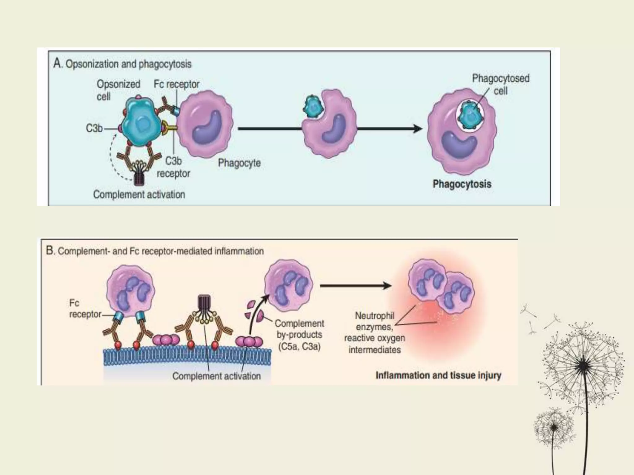 Hypersensitivity pathology by urooj umer | PPTX
