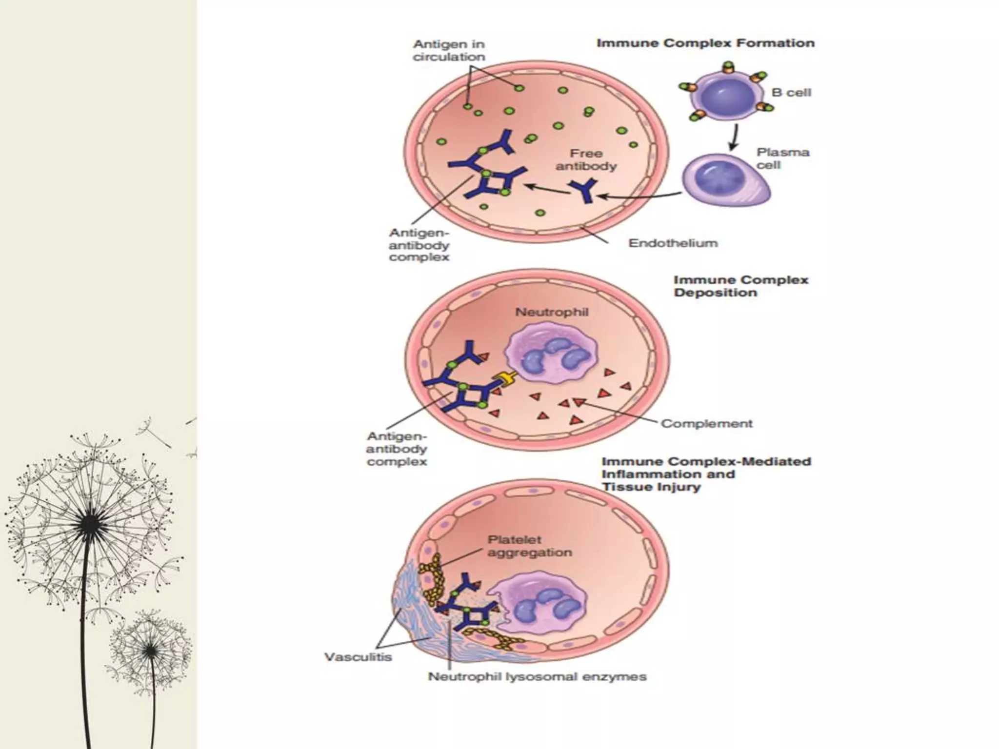 Hypersensitivity pathology by urooj umer | PPTX