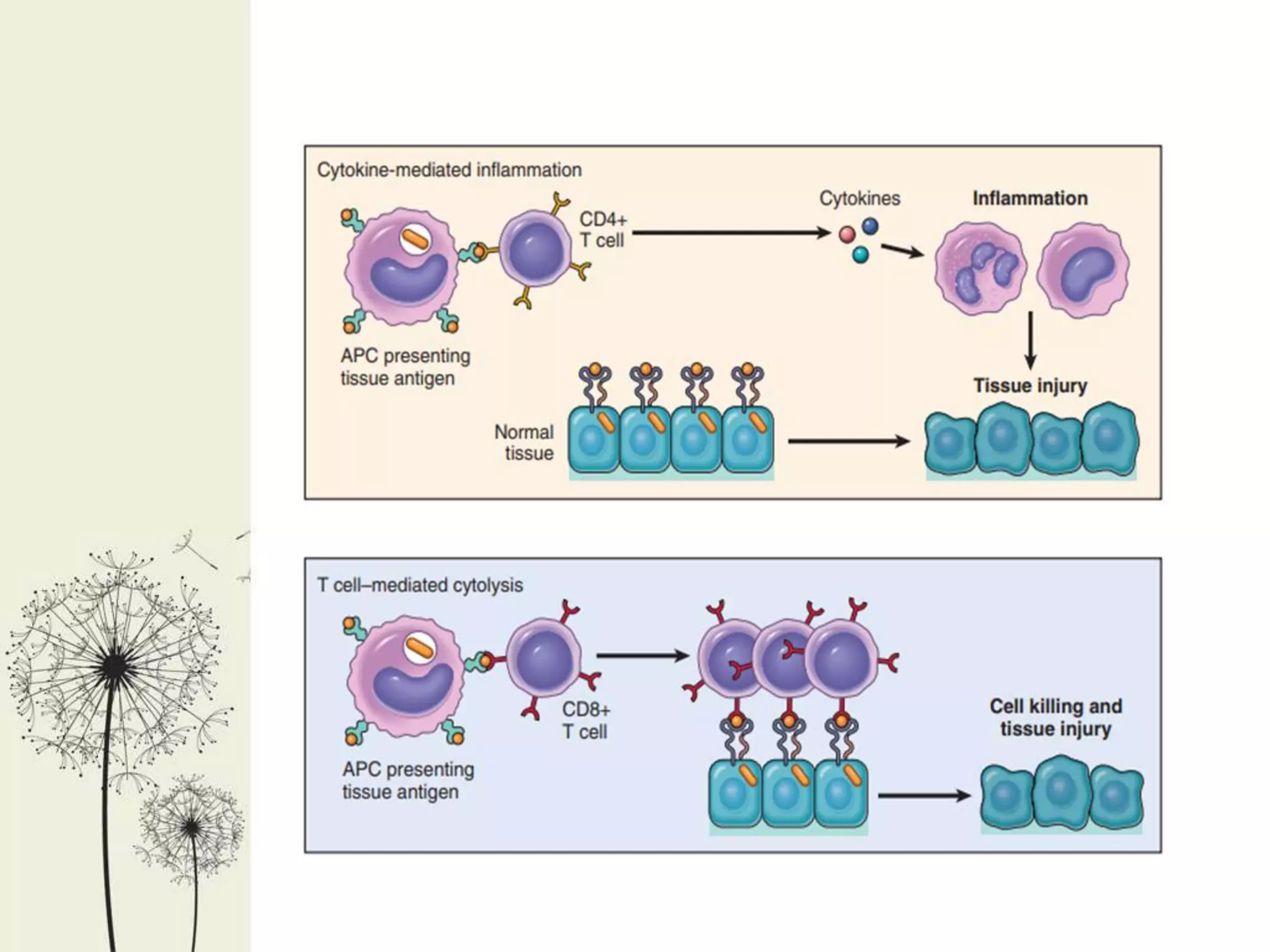 Hypersensitivity pathology by urooj umer | PPTX