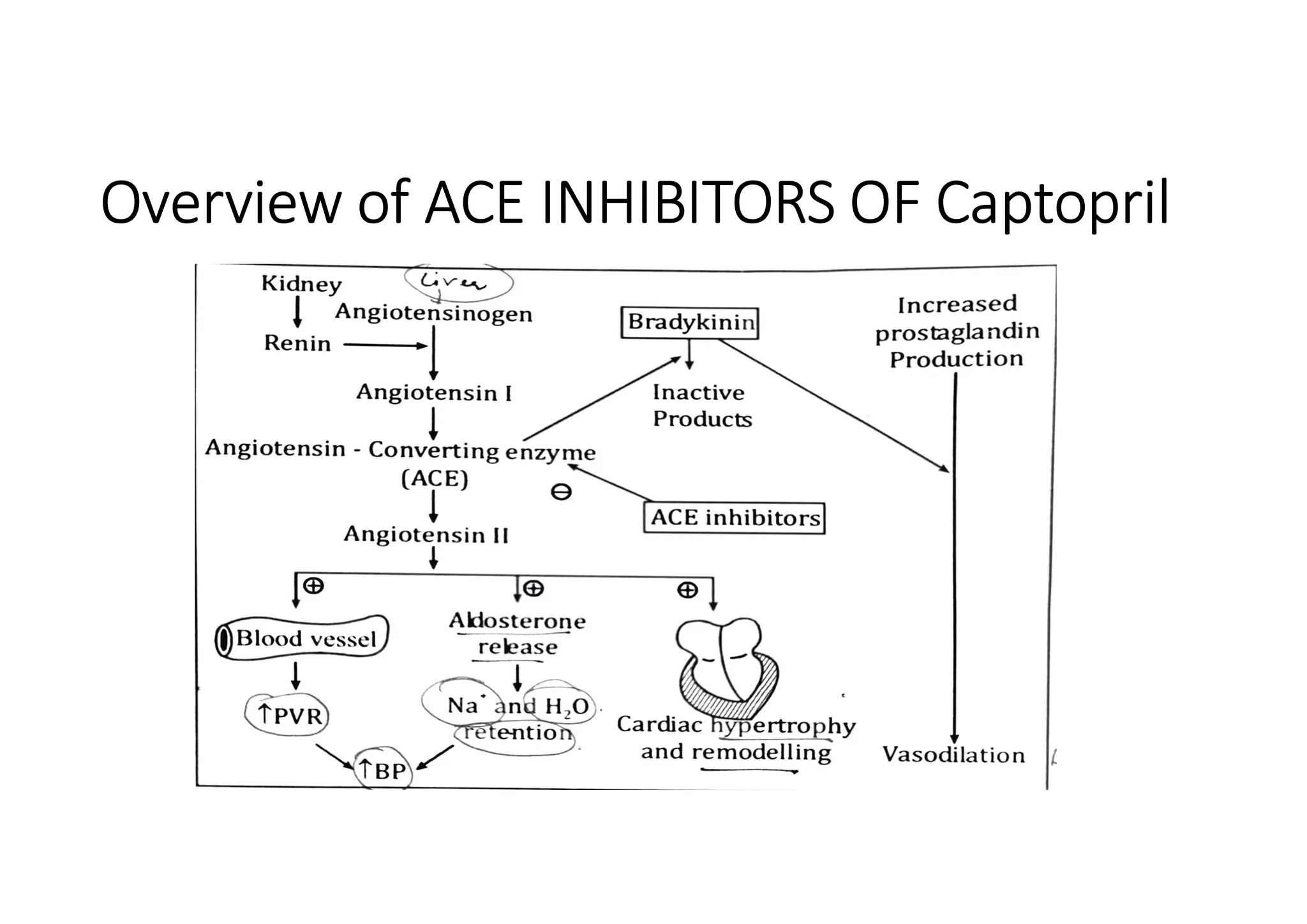 Antihypertension including classification drug and sign and symptom | PDF