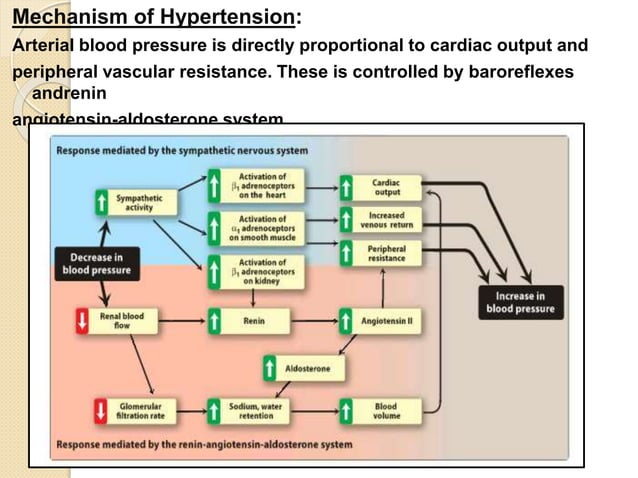 Hypertension drugs classification pharmaocology | PPTX | Heart and ...