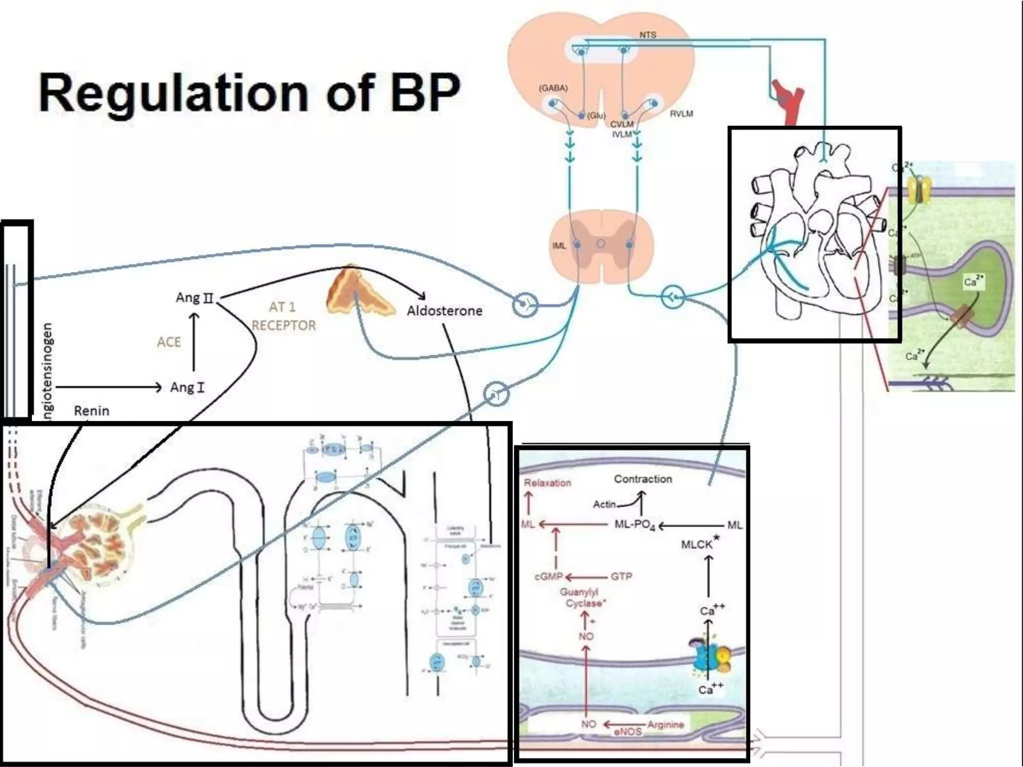Hypertension drug mechanism best animation powerpoint 2010 | PPTX ...