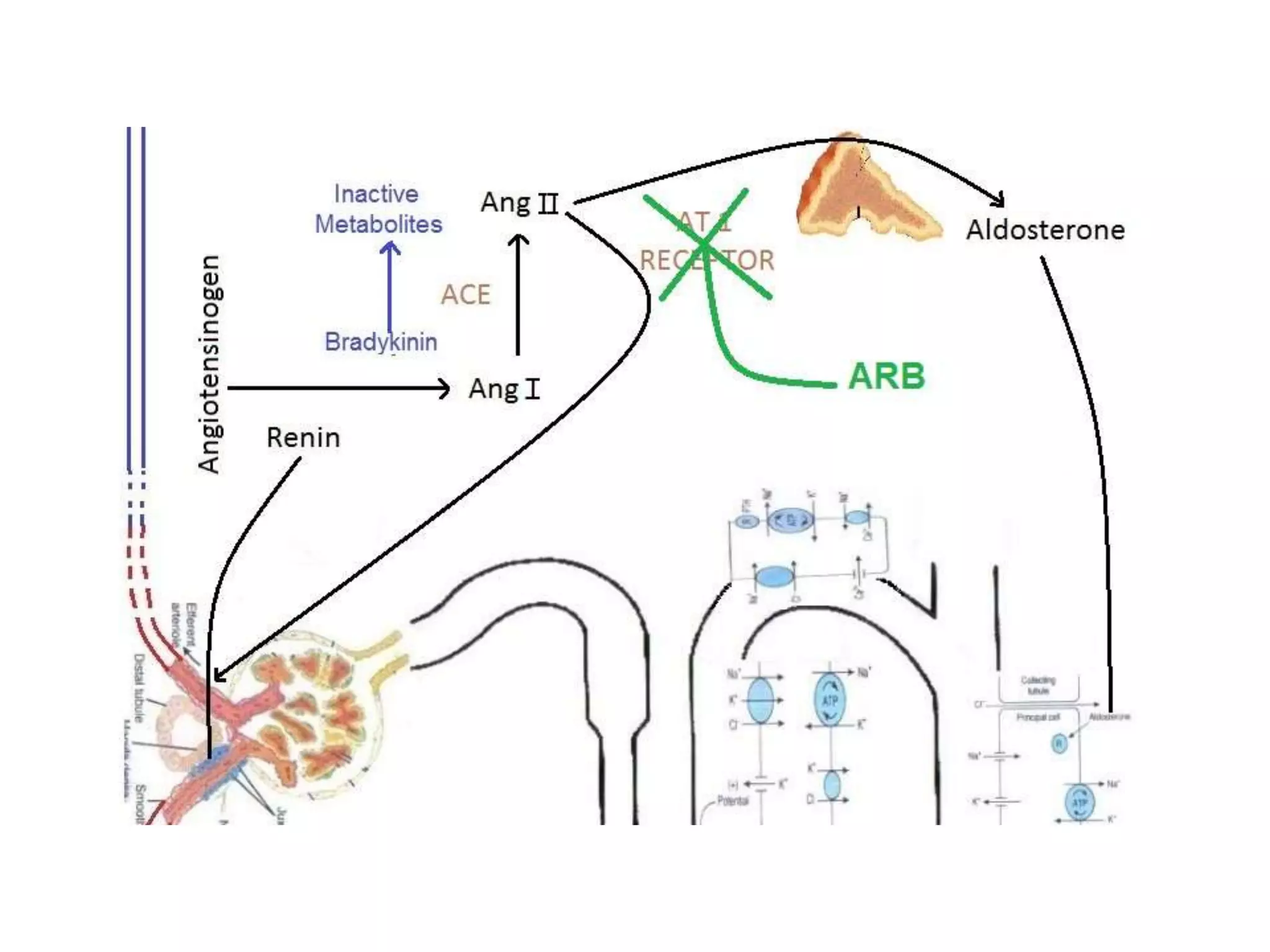 Hypertension drug mechanism best animation powerpoint 2010 | PPTX ...
