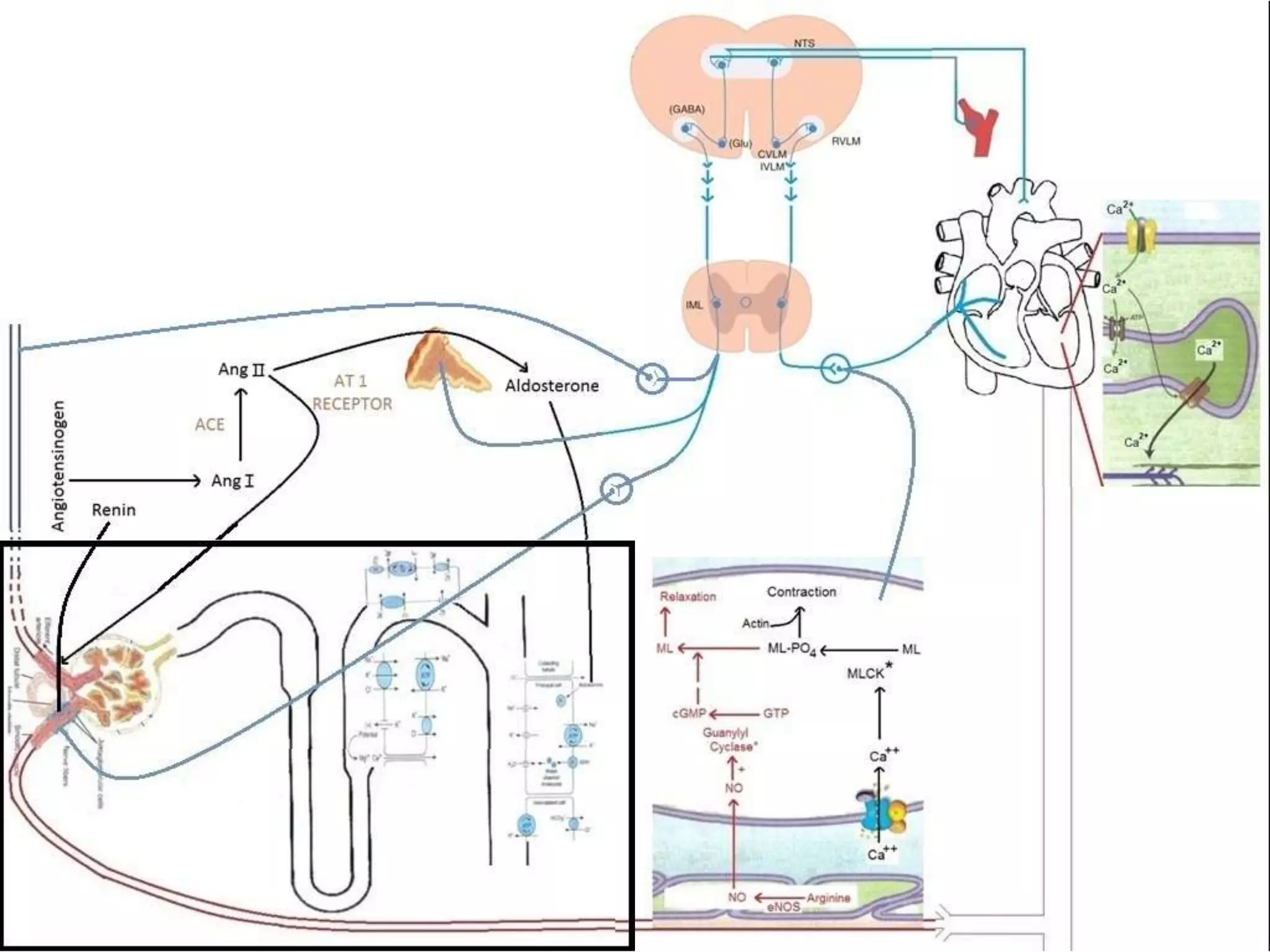 Hypertension drug mechanism best animation powerpoint 2010 | PPTX ...