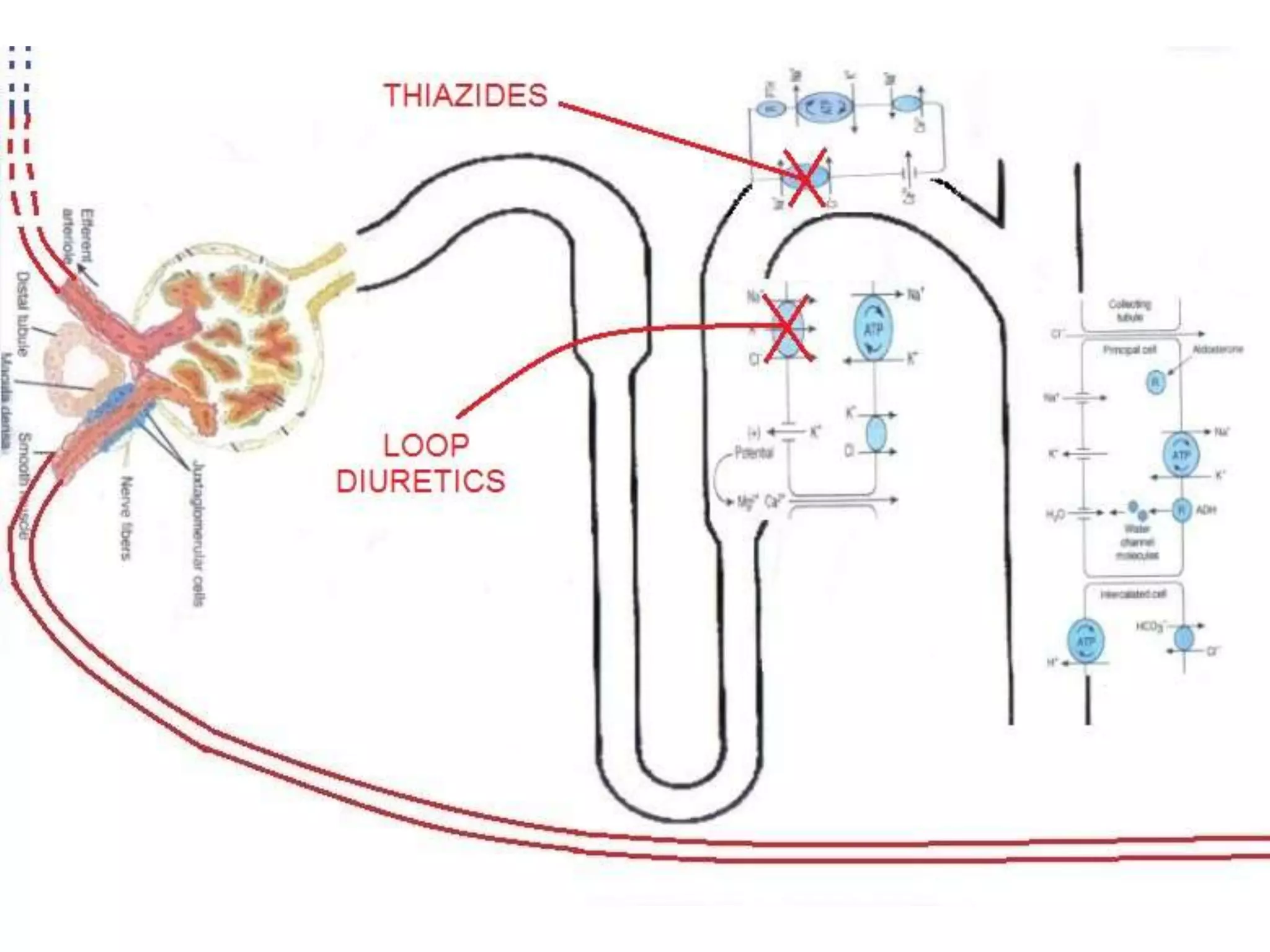 Hypertension drug mechanism best animation powerpoint 2010 | PPTX ...