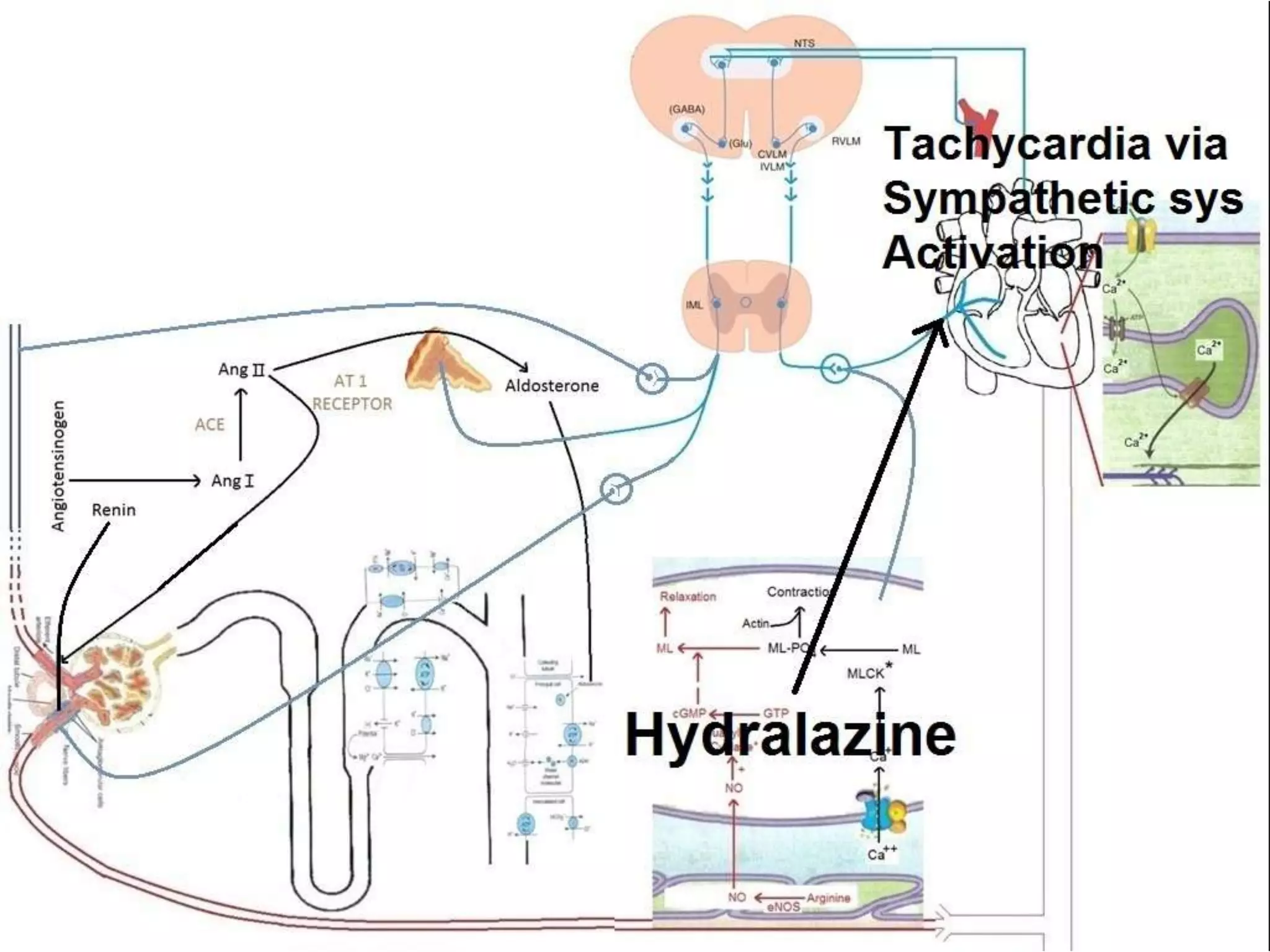 Hypertension drug mechanism best animation powerpoint 2010 | PPT Hypertension drug mechanism best animation powerpoint 2010 | PPT