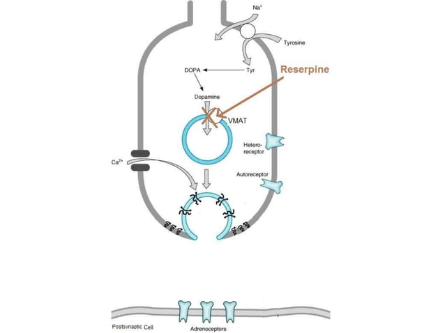Hypertension drug mechanism best animation powerpoint 2010 | PPTX