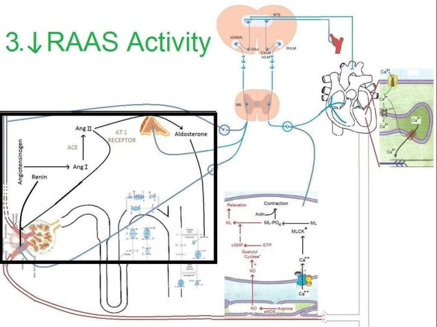 Hypertension drug mechanism best animation powerpoint 2010 | PPTX