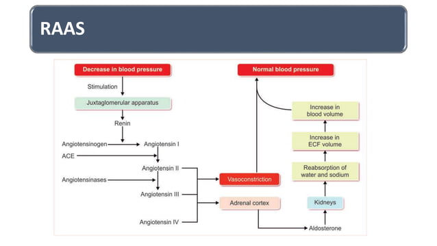 Hypertension Pathology.pptx