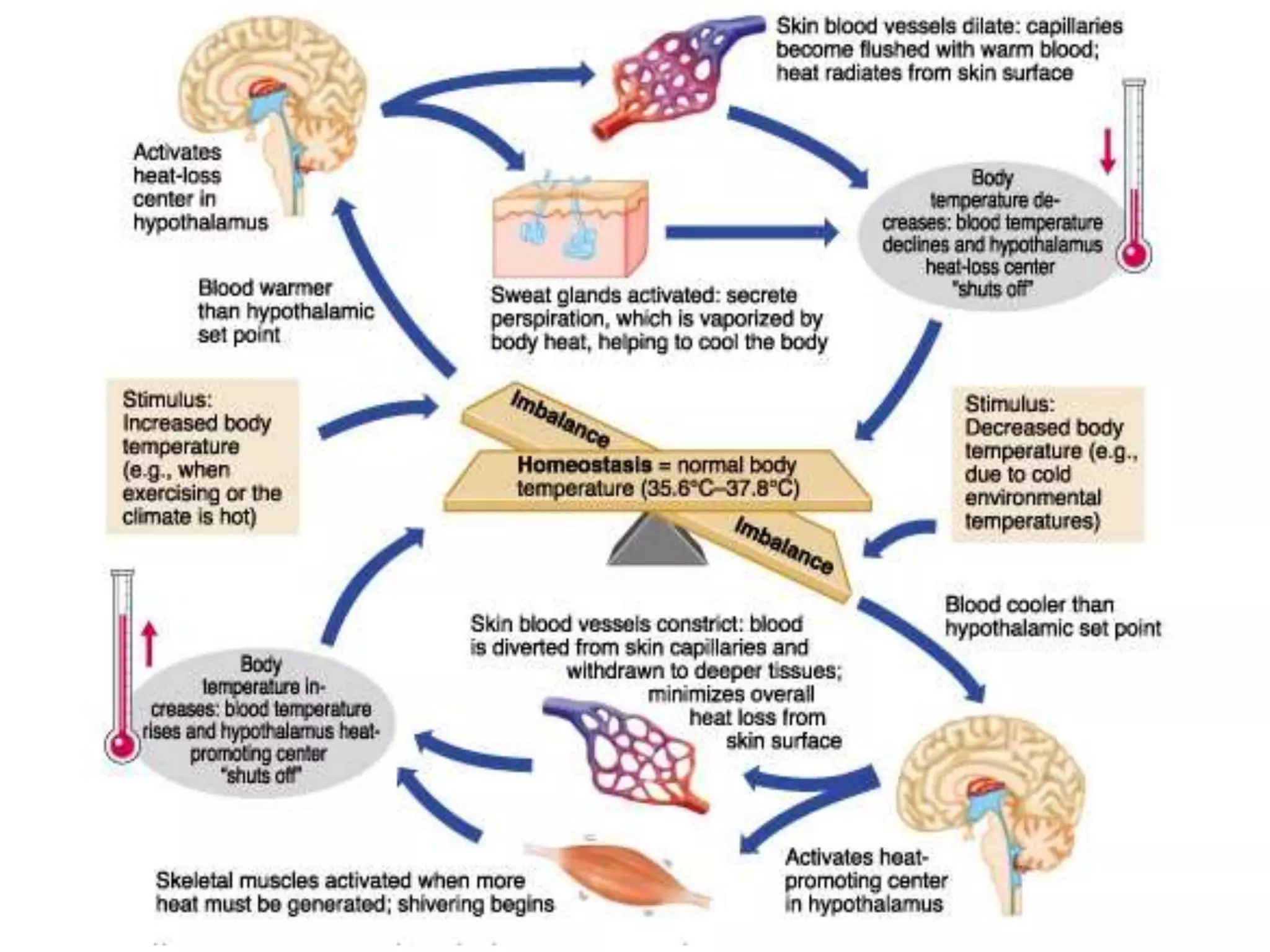 Hyperthermia and heat stroke | PPTX