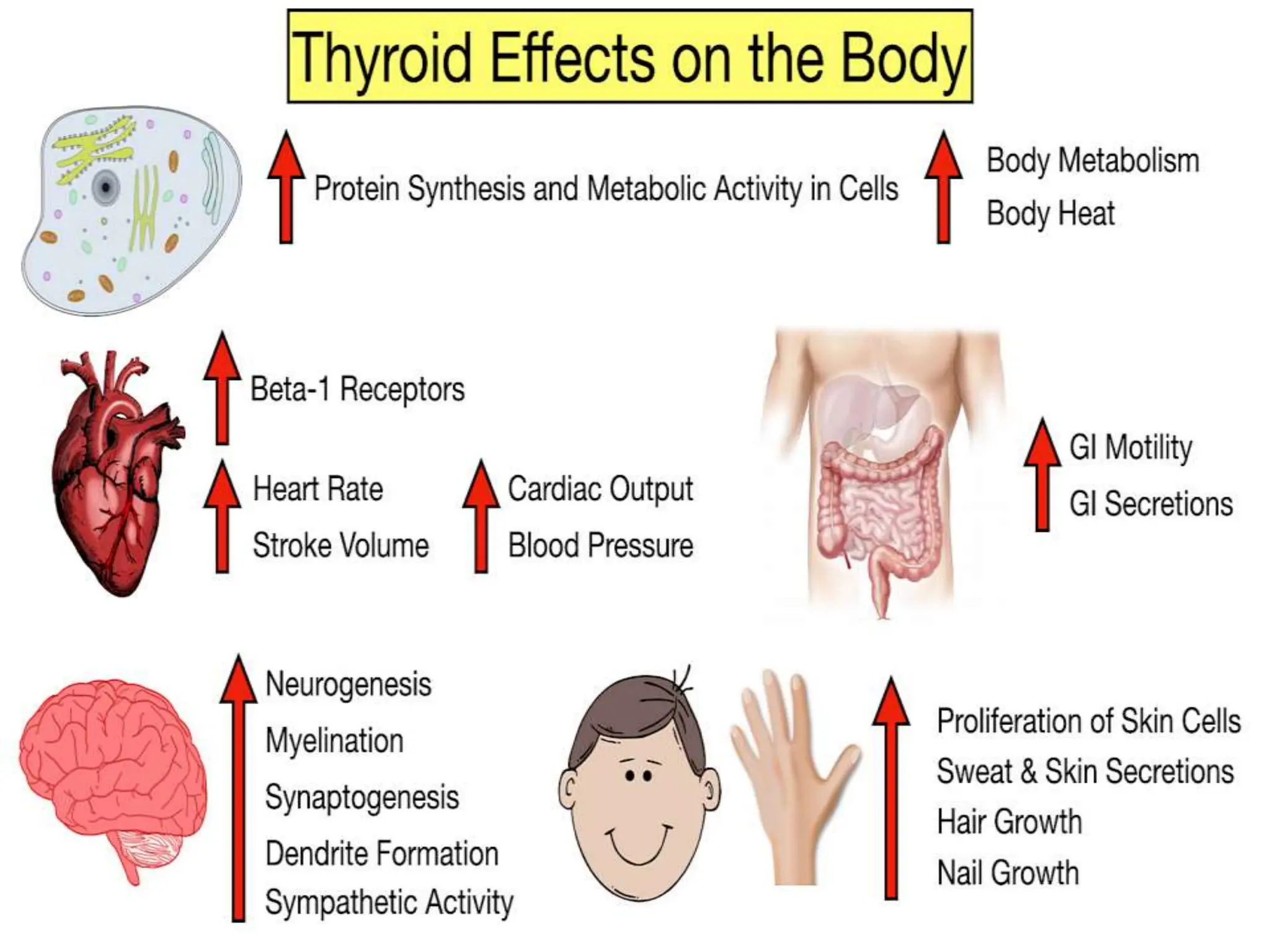 HYPERTHYROIDISM,clinical features and its management | PPT