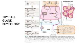 HYPERTHYROIDISM | PPT