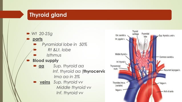 management of Hyperthyroidism | PPTX | Thyroid Disorders | Endocrine ...