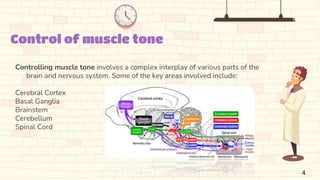 approach to Hypertonia and Hypotonia in pediatrics | PPTX