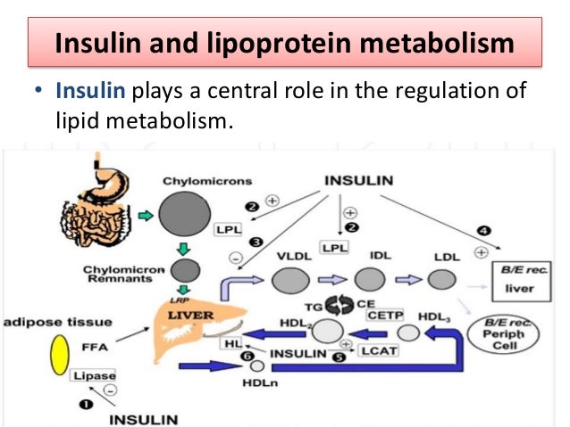 Hypertriglyceridemia in newly diagnosed d.m