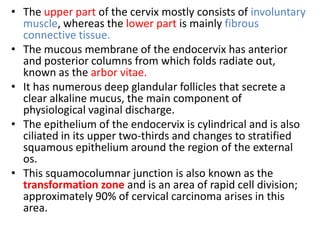 Hypertrophic elongated cervix (elongation of cervix) | PPTX