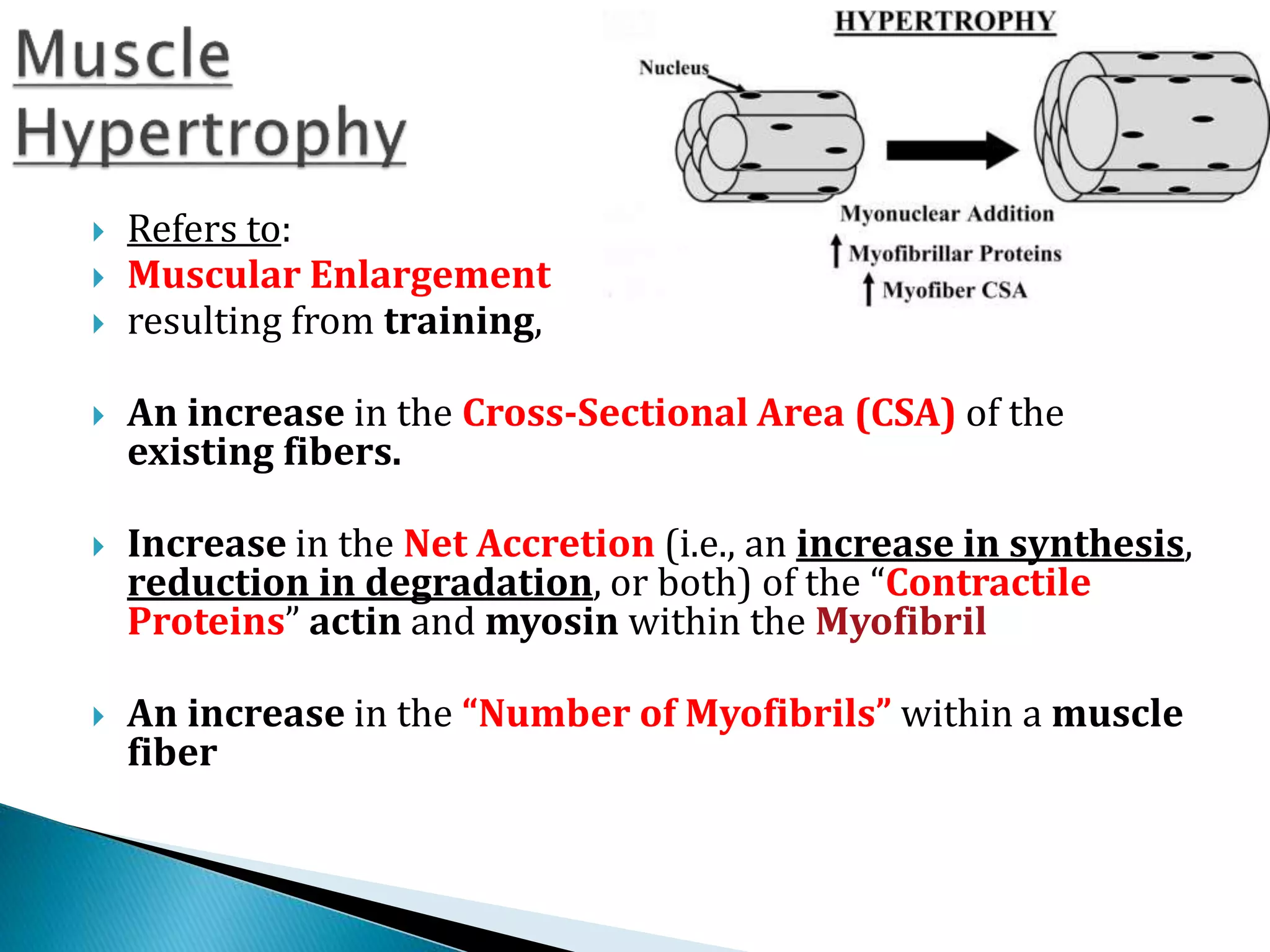 Hypertrophy training | PPTX