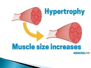 Hypertrophy training | PPTX