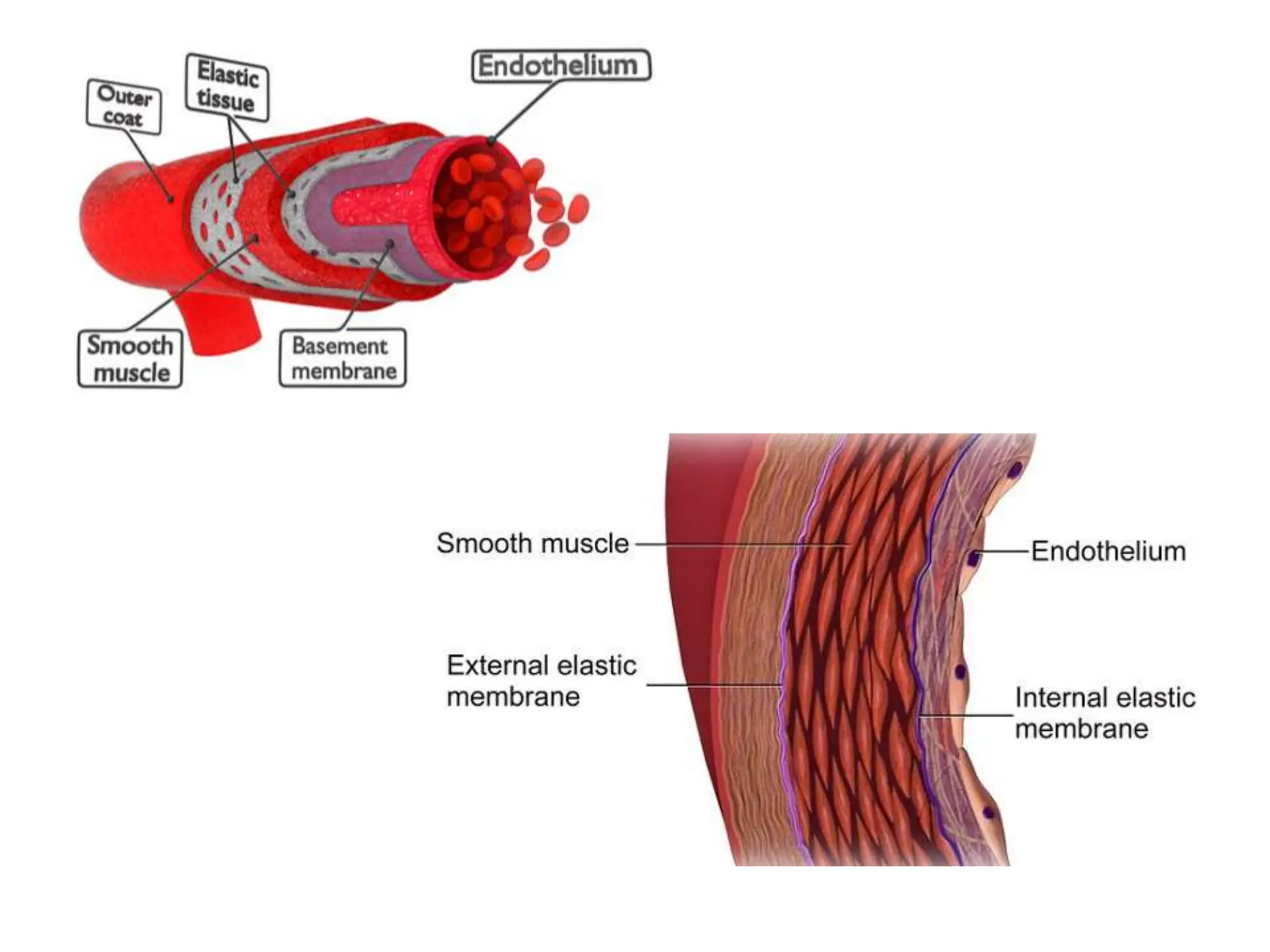 HYPERURICAEMIA + all related brand training material.pptx