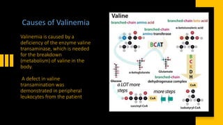 Hypervalinemia amino acids metabolism disorder | PDF