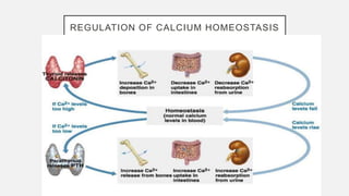 hypocalcemia endocrinology and metabolism.pptx