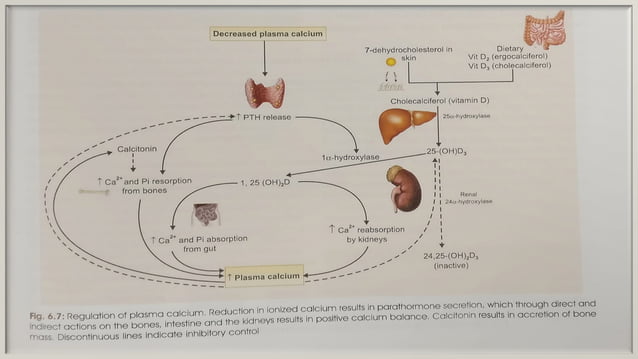 HYPOCALCEMIA AND HYPERCALCEMIA presentation.pdf | Endocrine and ...