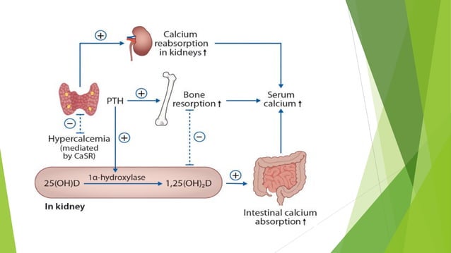 HYPOCALCEMIA AND HYPERCALCEMIA presentation.pdf | Endocrine and ...