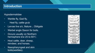 Hypodermatidae.pptx