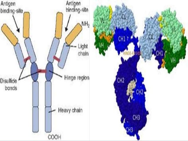 Hypogammaglobulinemia