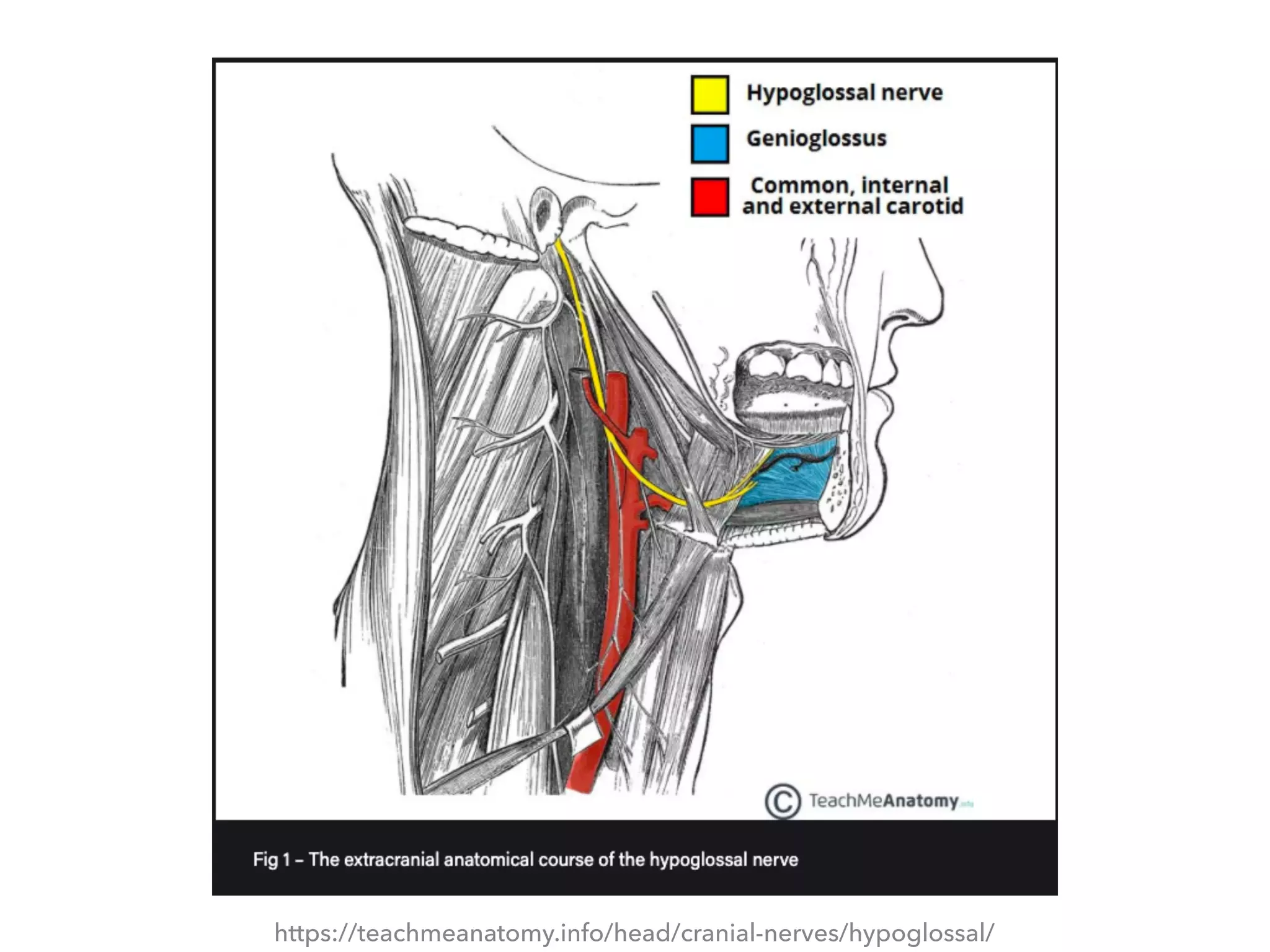 Hypoglossal nerve | PDF