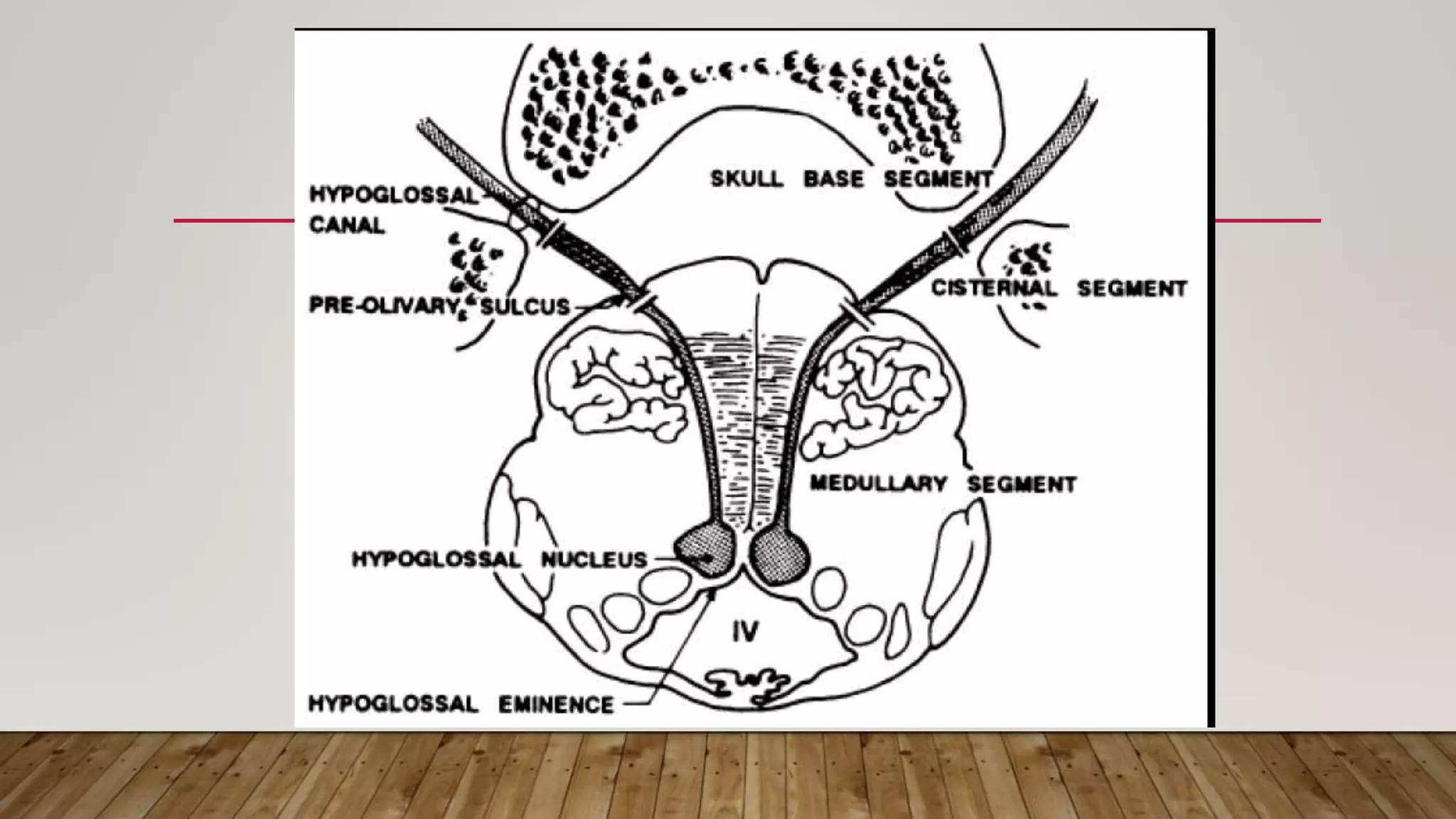 Hypoglossal nerve | PPTX