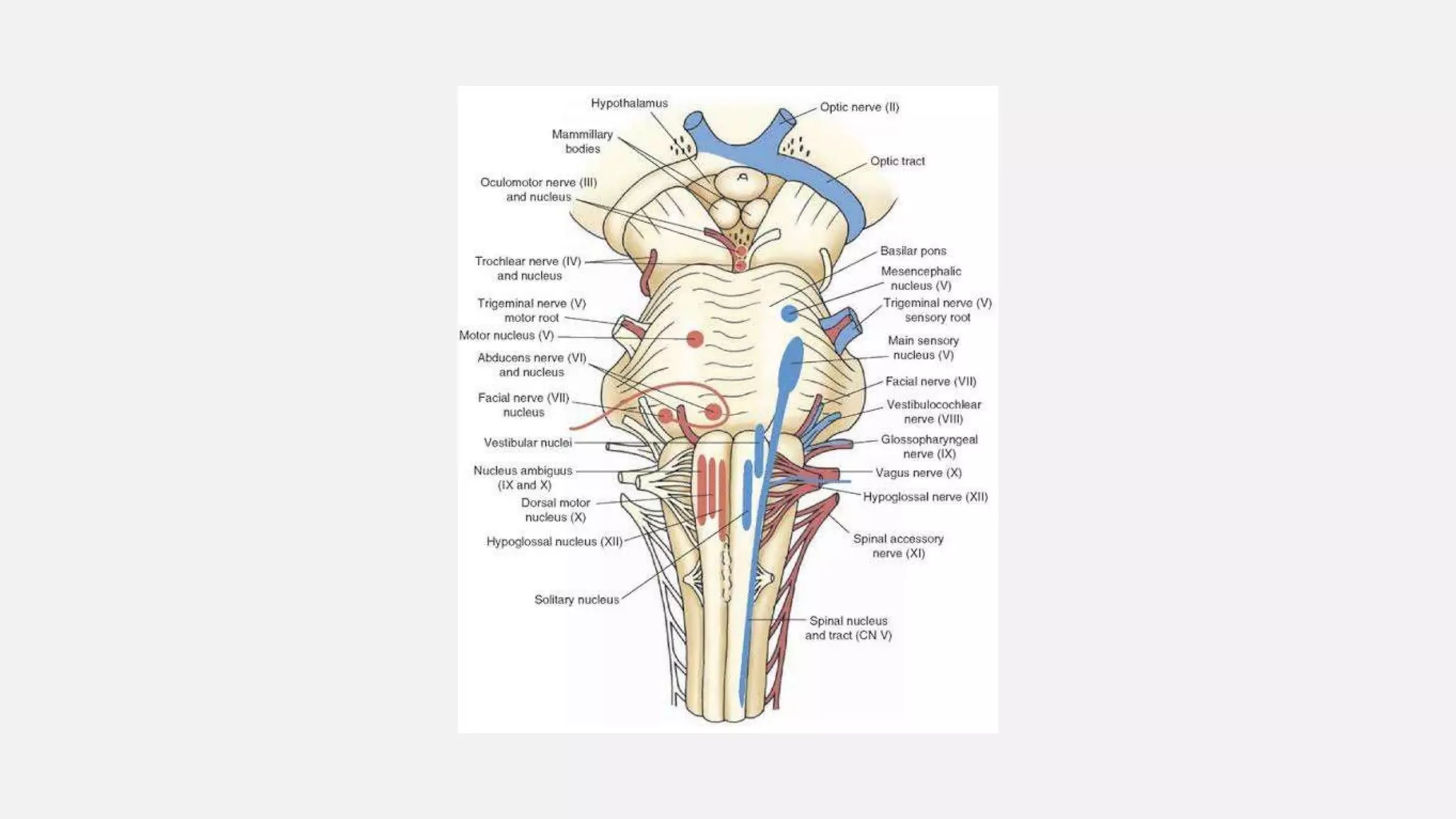 HYPOGLOSSAL NERVE.pptx