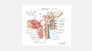 HYPOGLOSSAL NERVE.pptx