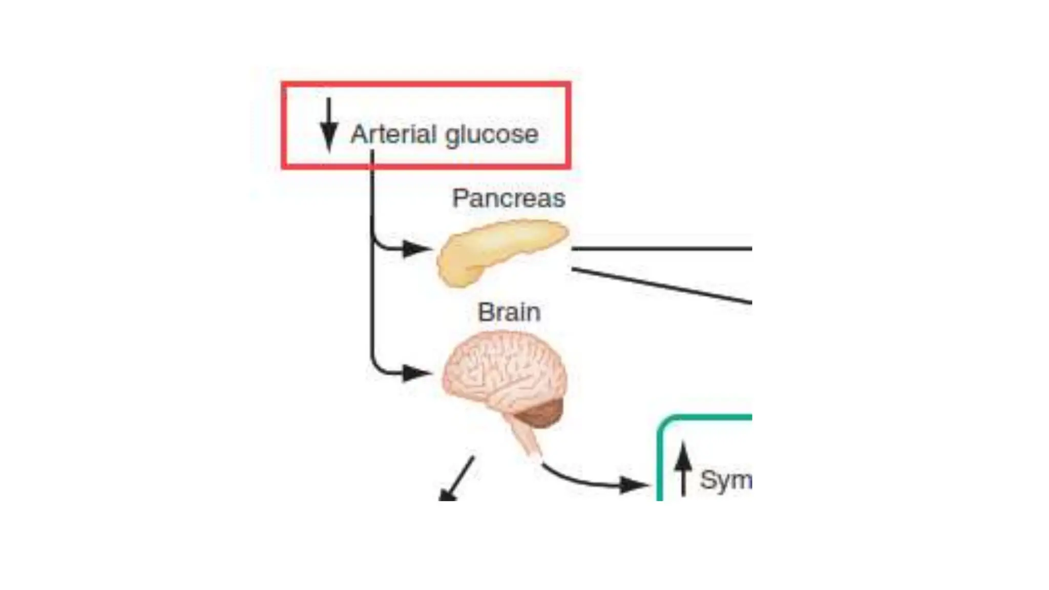 Hypoglycaemia Pptx
