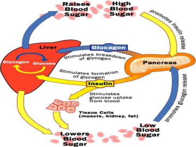 Neonatal Hypoglycemia