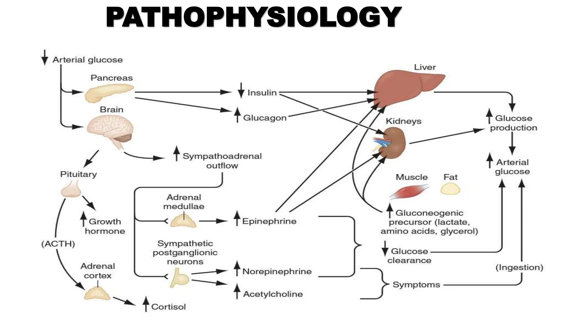 HYPOGLYCEMIA and its complications and ita mechanism.pptx
