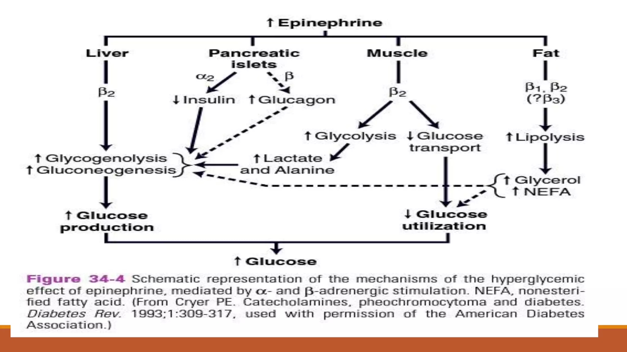 Hypoglycemia by Dr Shubham Jain | PPTX