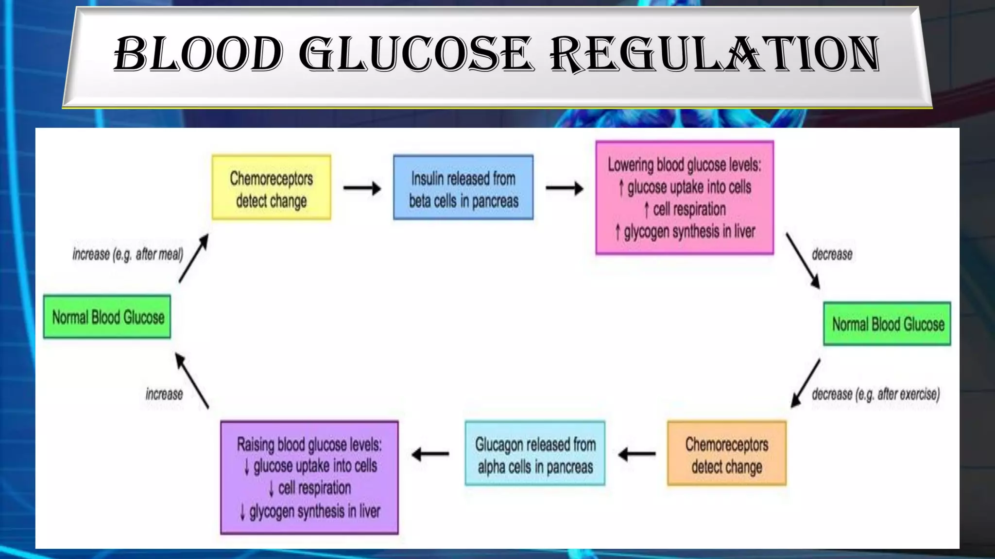 Hypoglycemia & their types | PDF