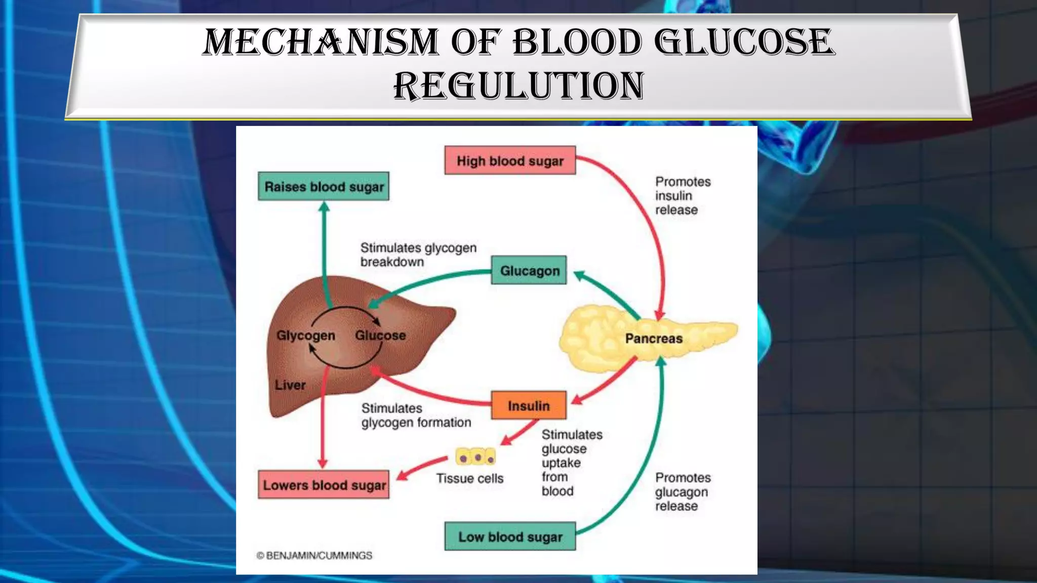 Hypoglycemia & their types | PDF